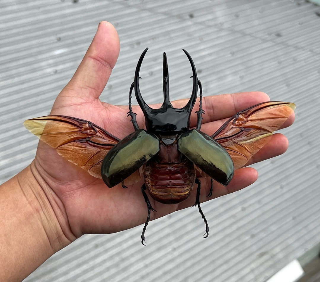 Real Giant Atlas Chalcosoma Atlas Beetles Rhinoceros Taxadermy Pinned ...