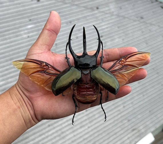 Giant Atlas Beetle