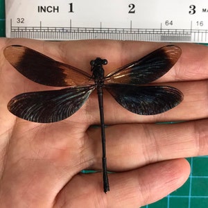 Real Black Dragonfly Insect Bugs Beetle Taxadermy Pinned Dried Insect ...