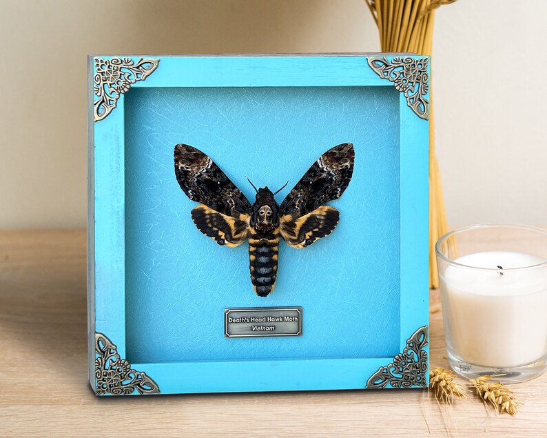 Real Framed Death Head Moth Acherontia Frame Dried Butterfly - Etsy