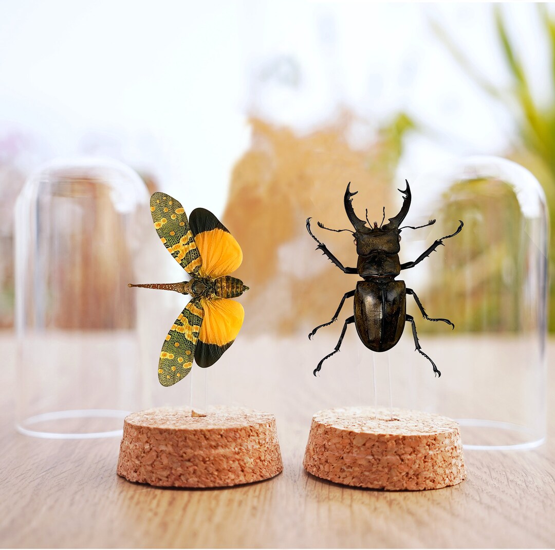Christmas Insect Decoration,lucanus Beetle Lanternfly Glass Dome ...