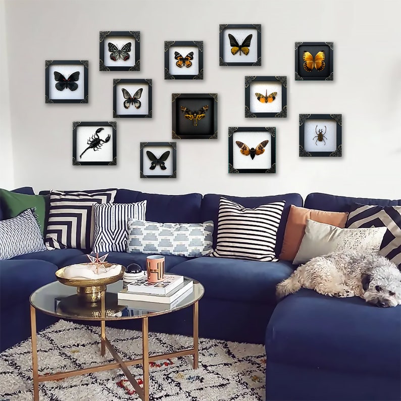 Real Framed Butterfly Sunset Moth Urania Ripheus Dried Insect - Etsy