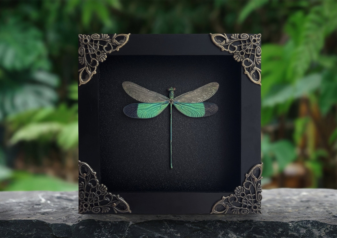 Real Dragonfly Frame Handmade Shadow Box Insect Bug Taxidermy Taxadermy ...