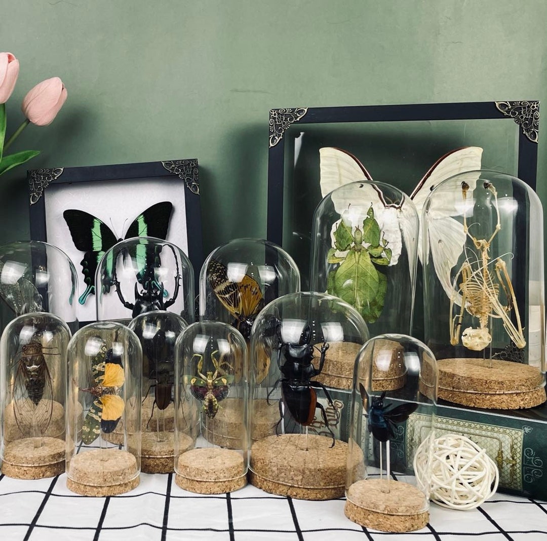 Dried Insect Beetle Bug Glass Dome Jar Cloche Display Dried Butterfly ...