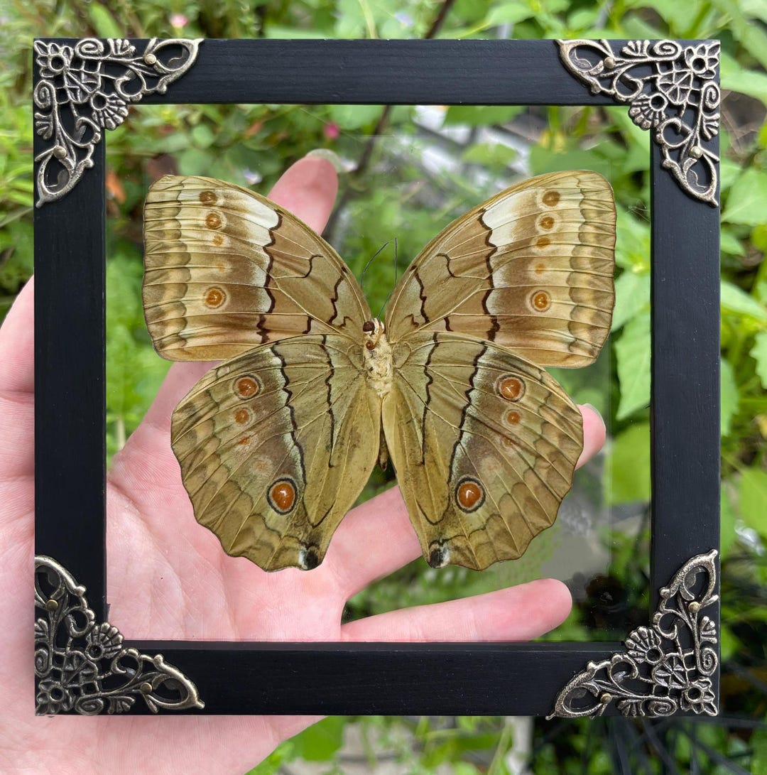 Butterfly Taxidermy Shadow Box Jungle Queen Framed (stichophthalma ...