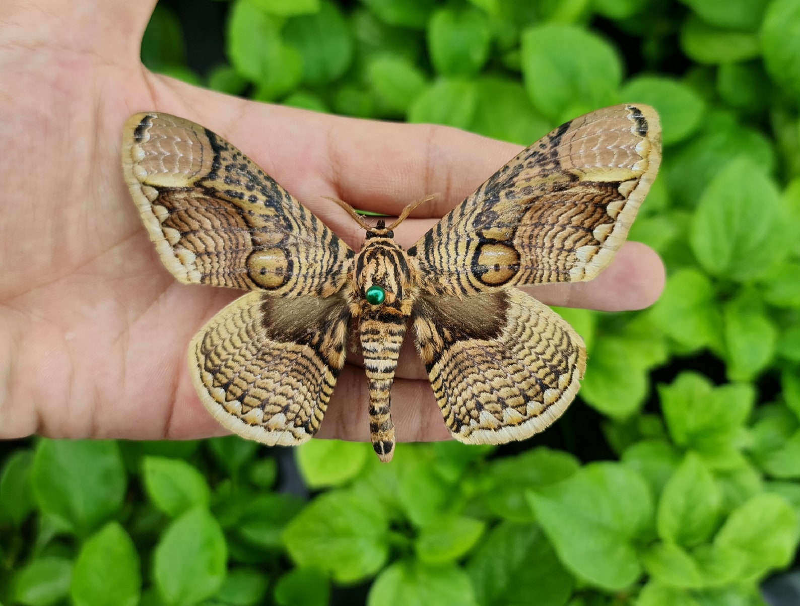 Real Framed Owl Moth Brahmaea Shadow Box Insect Frame Dried Taxidermy ...