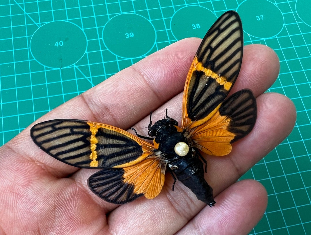 Real Cicada Beetle Insect Taxidermy Insect Bug Entomology Cicadas ...
