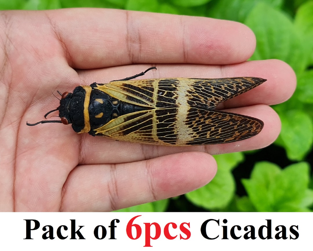 4 Real Unmounted Cicadas Beetle Insect Bug Entomology Cicadas ...