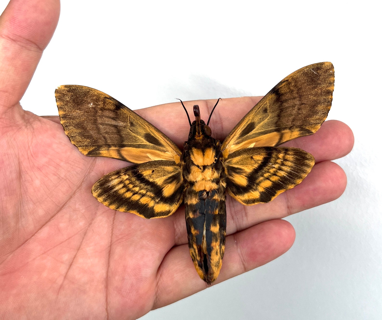 2 Real Death Head Moth Acherontia Spread Mounted Skull Moth - Etsy