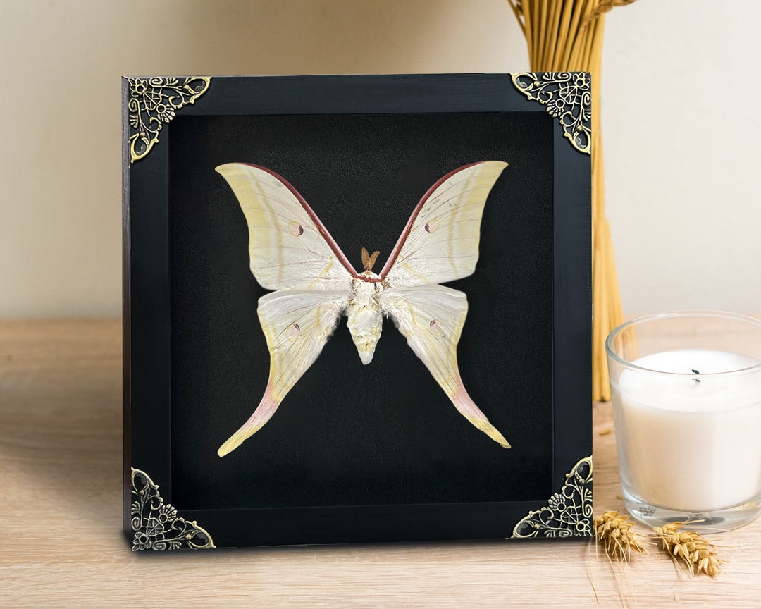 Real Framed Luna Moon Moth Shadow Box Butterfly Insect Frame Dried ...