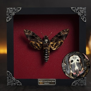 Real Framed Death Head Moth Acherontia, Dried Butterfly Skull Moth ...