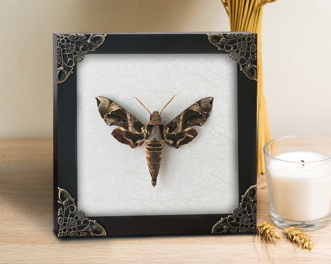 Real Framed Moth Handmade Shadow Box Insect Frame Taxidermy Taxadermy ...