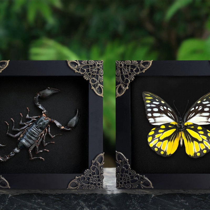 Insect Frames Box - Etsy