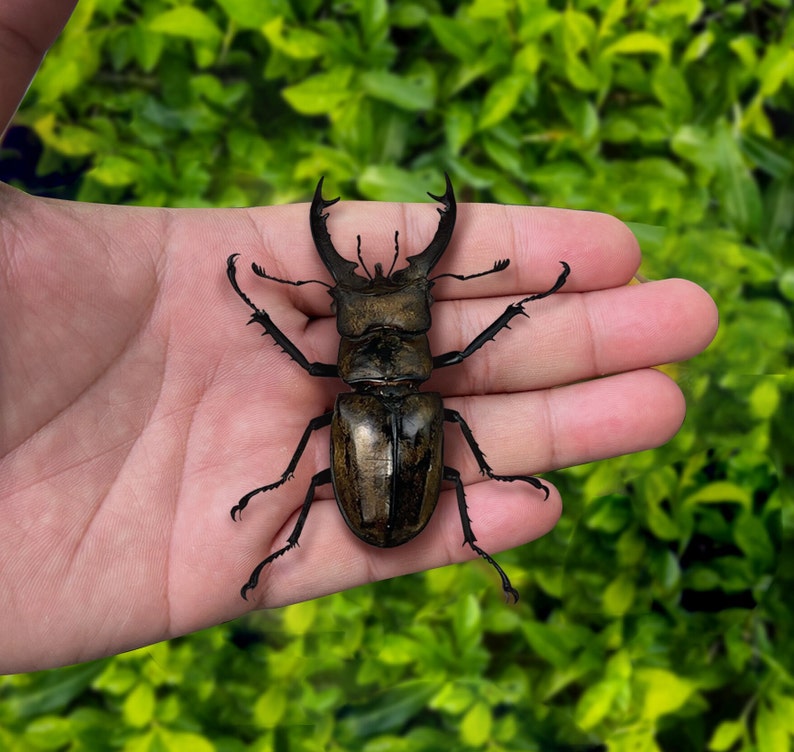 Real Framed Lucanus Beetles Handmade Shadow Box Insect Frame Taxidermy ...