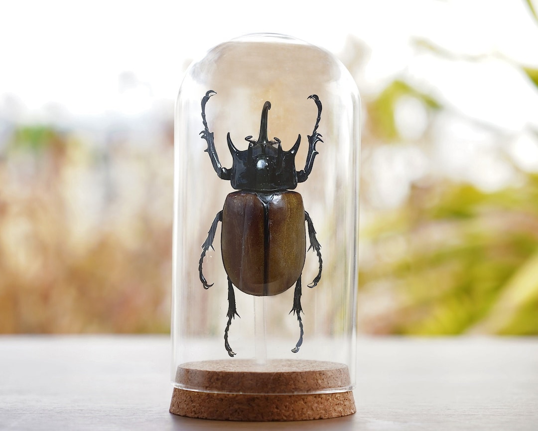 Real Beetle Insect Taxidermy Glass Dome Bug Bell Jar Display Dried ...