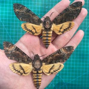 2 Real Death Head Moth Acherontia Spread Mounted Skull Moth Silence ...