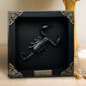 Real Framed Giant Scorpion Shadow Box Insect Frame Taxidermy Taxadermy ...