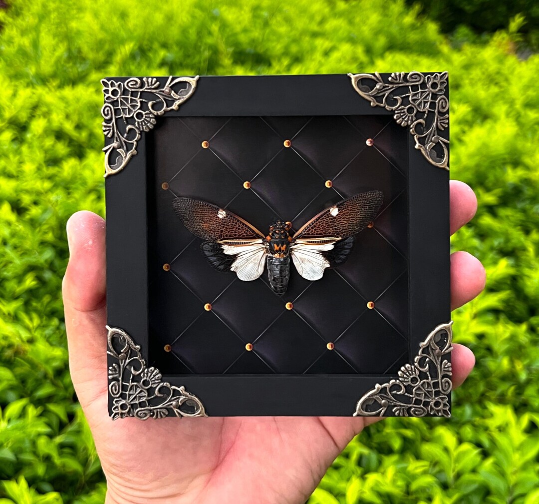 Real Framed Cicada Shadow Box Bug Insect Frame Taxidermy Taxadermy Wall ...