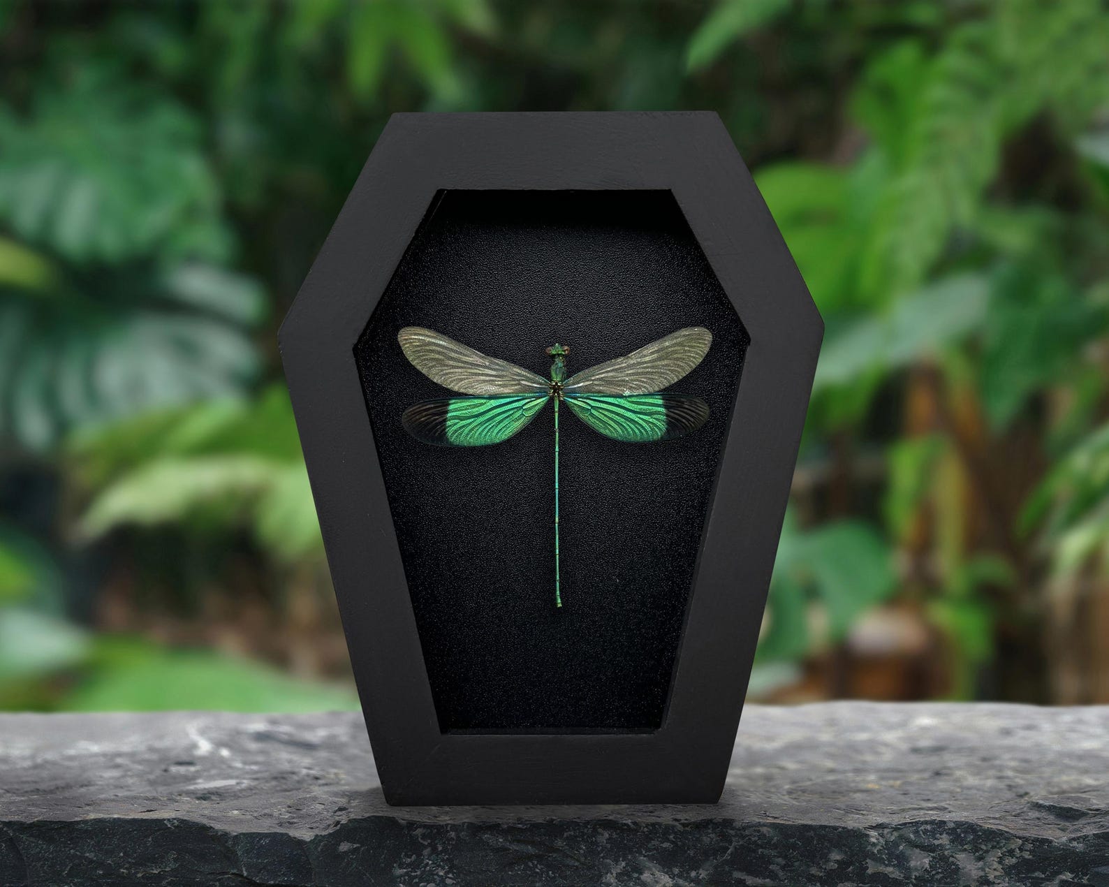 Real Framed Stream Glory Damselfly Green Dragonfly Shadow Box, Insect ...