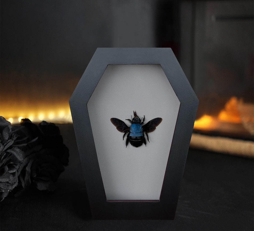 Blue Carpenter Bee Coffin Frame Shadow Box, Insect Bug Frame Taxidermy ...