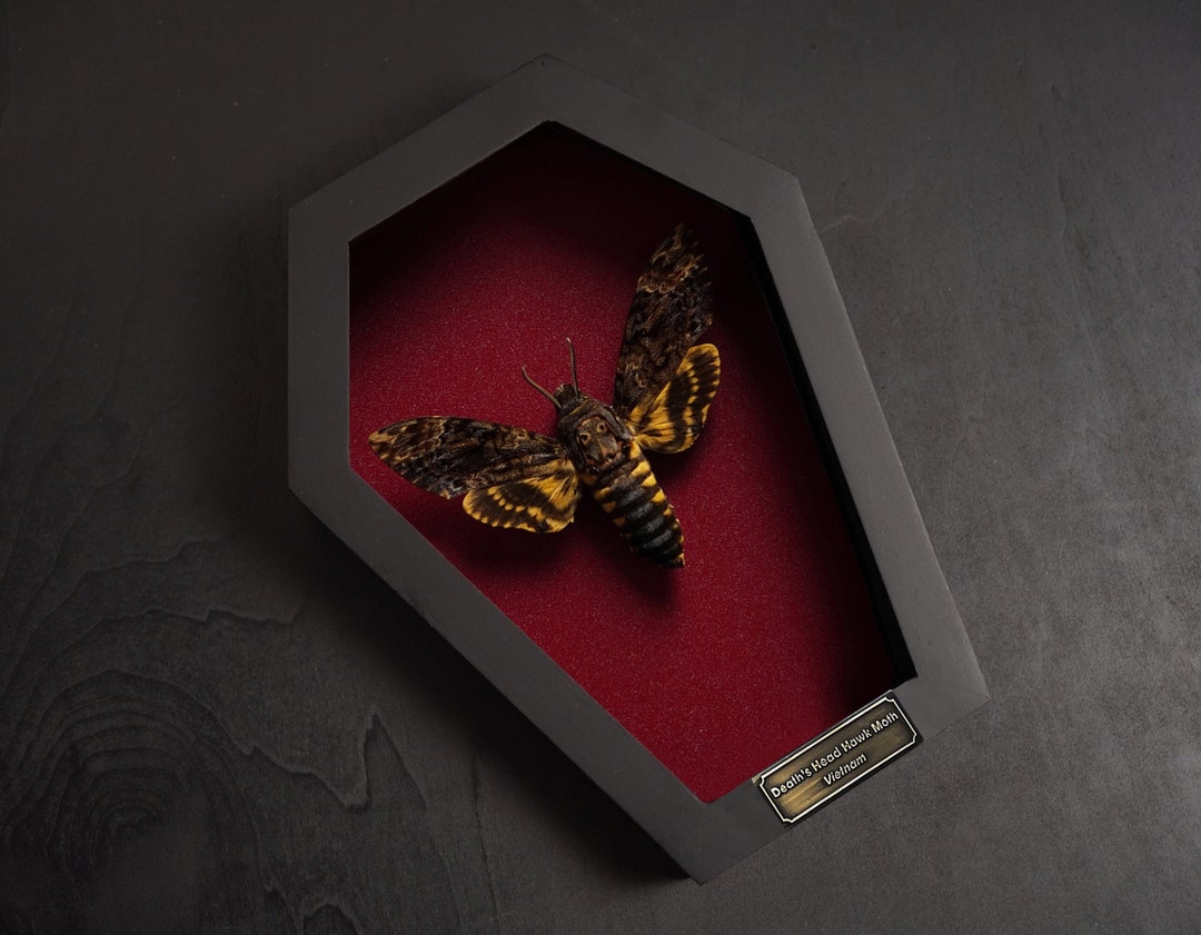 Witchy Shelf Decor, Real Death Head Moth Coffin Frame, Black Gothic ...