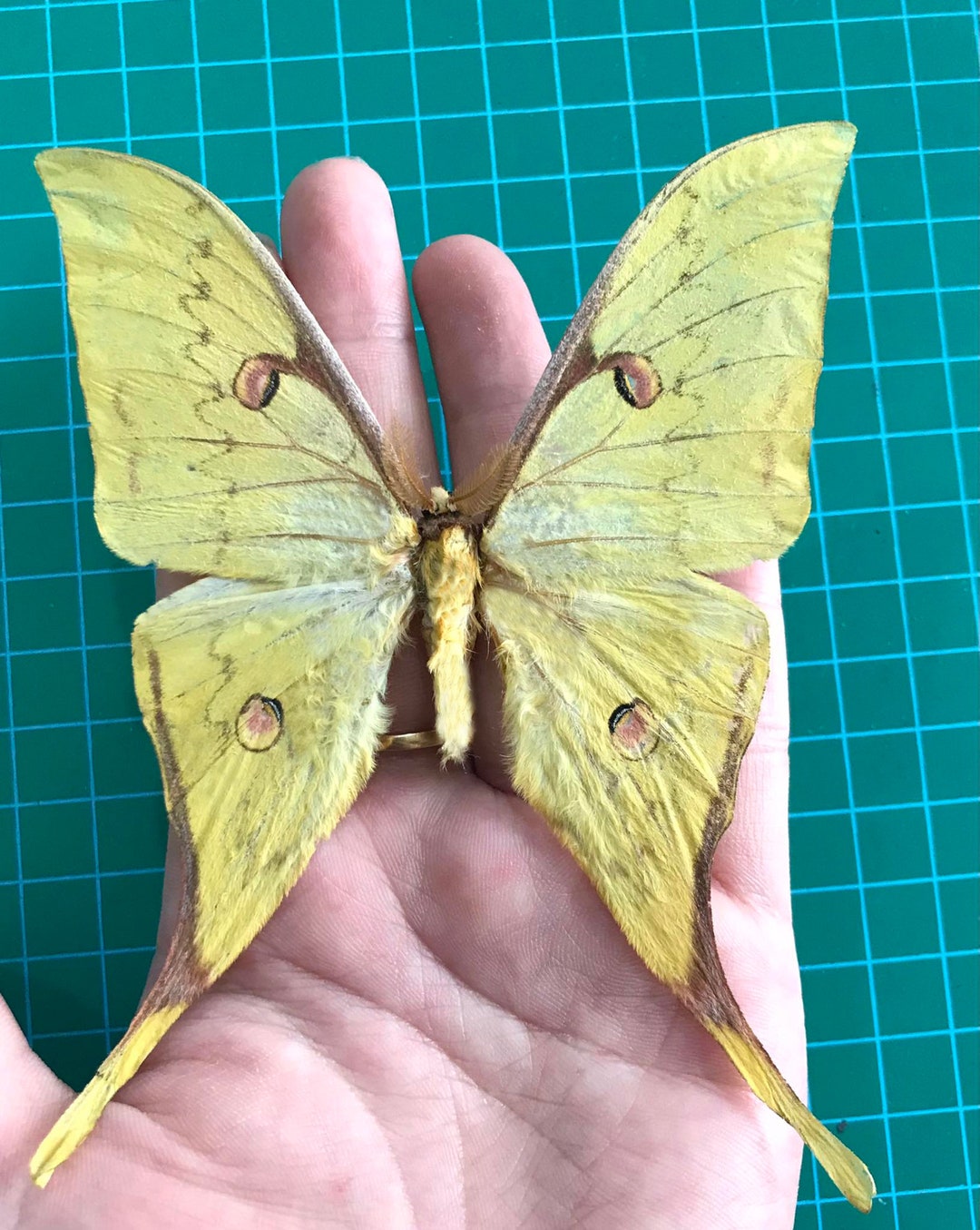 Real Spread Comet Moth Mounted Open Wings Taxidermy Insect Taxadermy ...