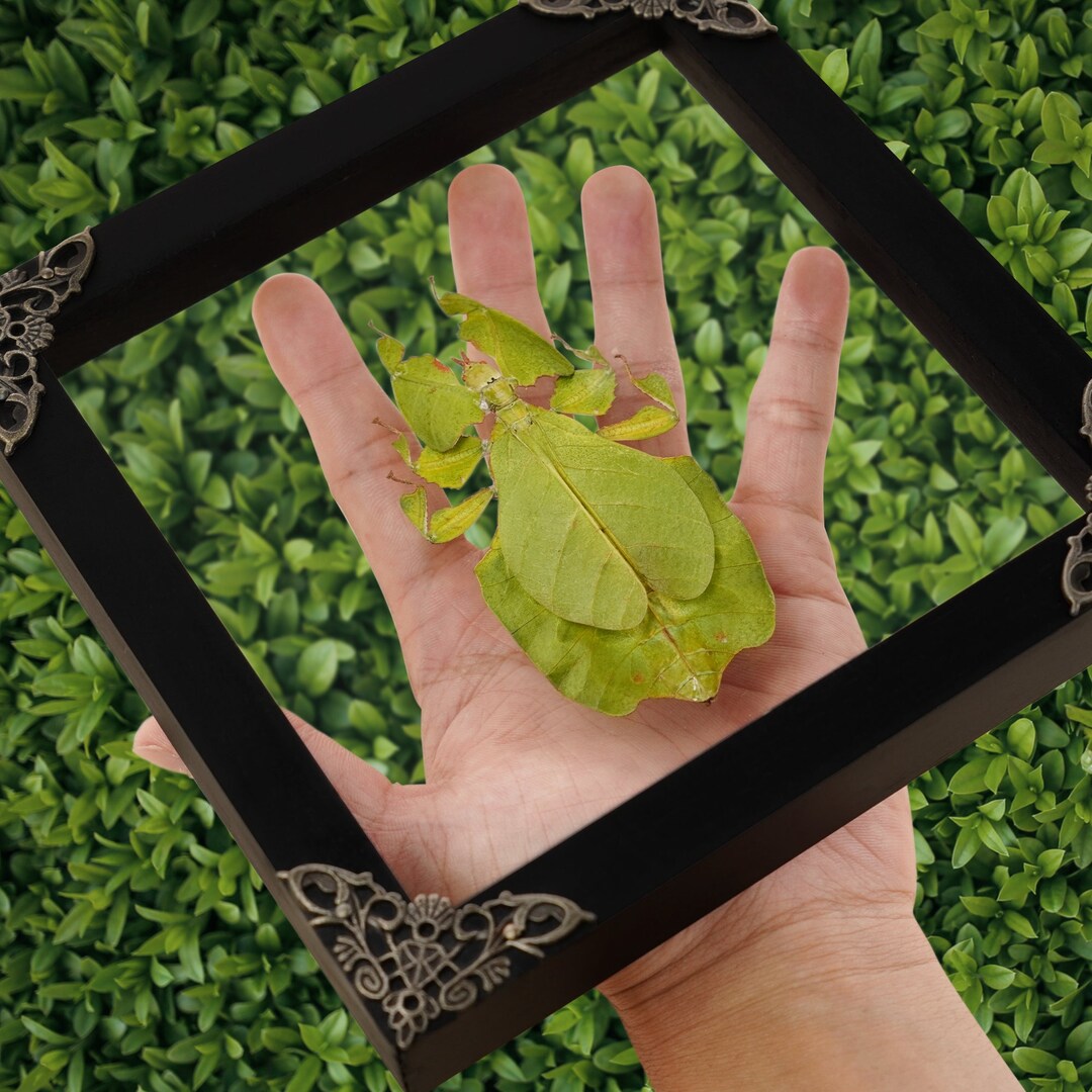 Insect Display Case Real Framed Walking Leaf Bug Clear Shadow Box Taxidermy Taxadermy Wall ...