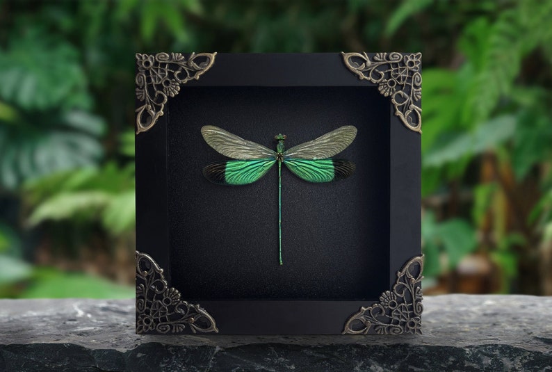 Real Framed Stream Glory Damselfly Dragonfly Shadow Box Insect Bug ...