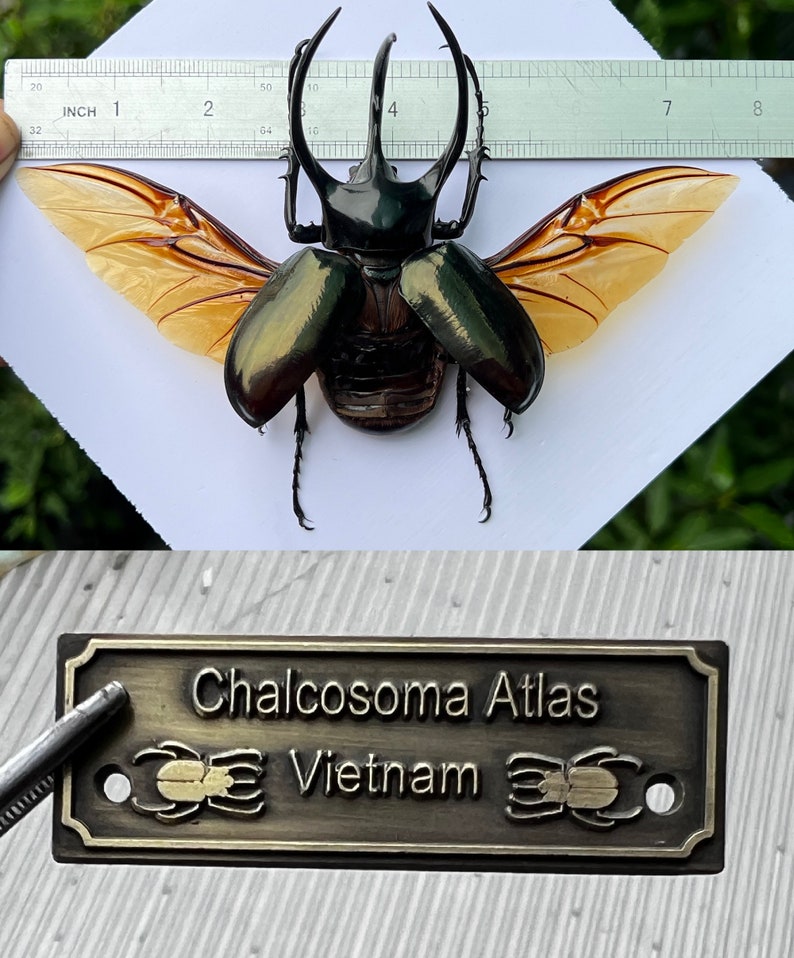 Real Giant Atlas Beetle Insect Framed Dead Bug Oddities - Etsy