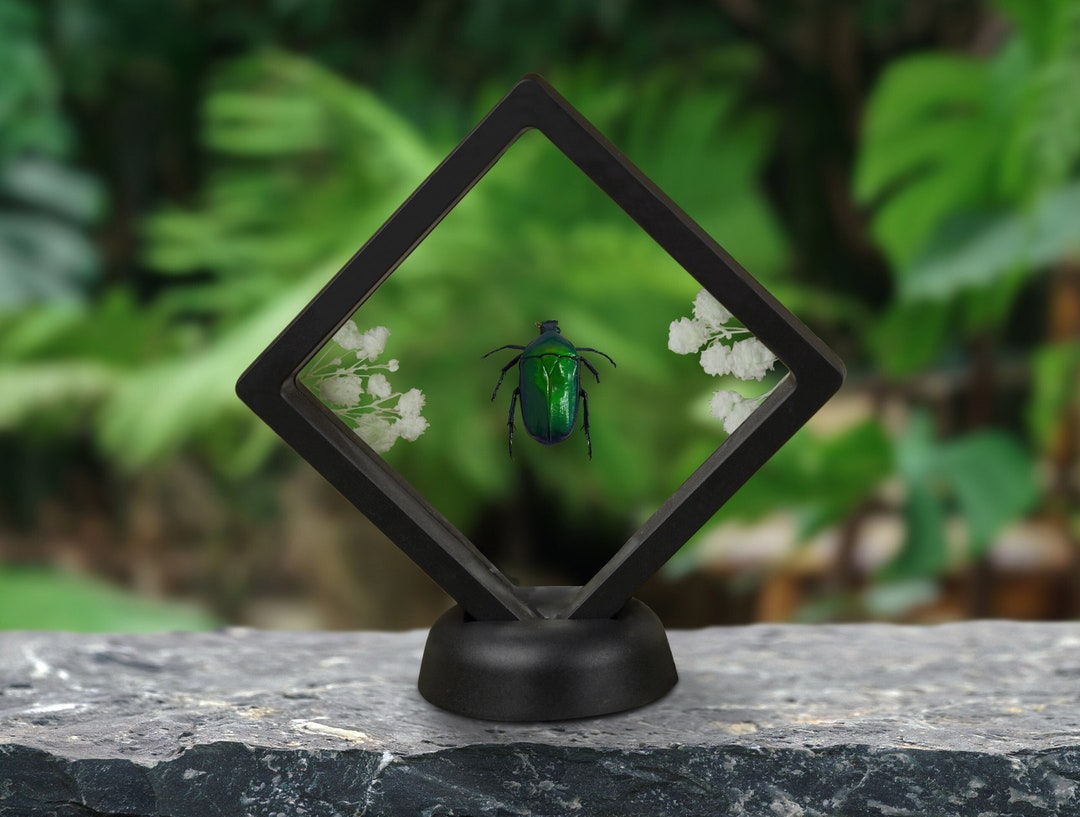 Green Scarab Beetle Frame Taxidermy, Real Bug Butterfly Insect ...