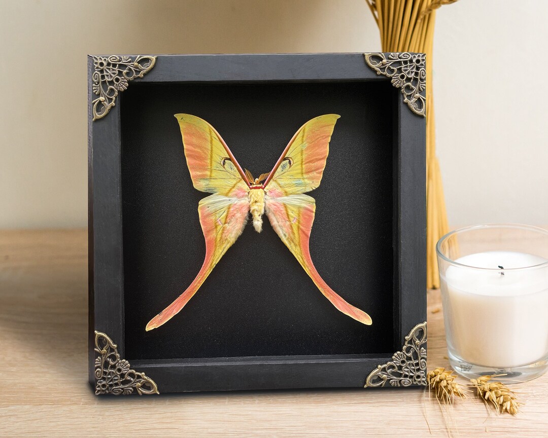 Real Framed Luna Moon Moth Shadow Box Butterfly Insect Frame Dried ...