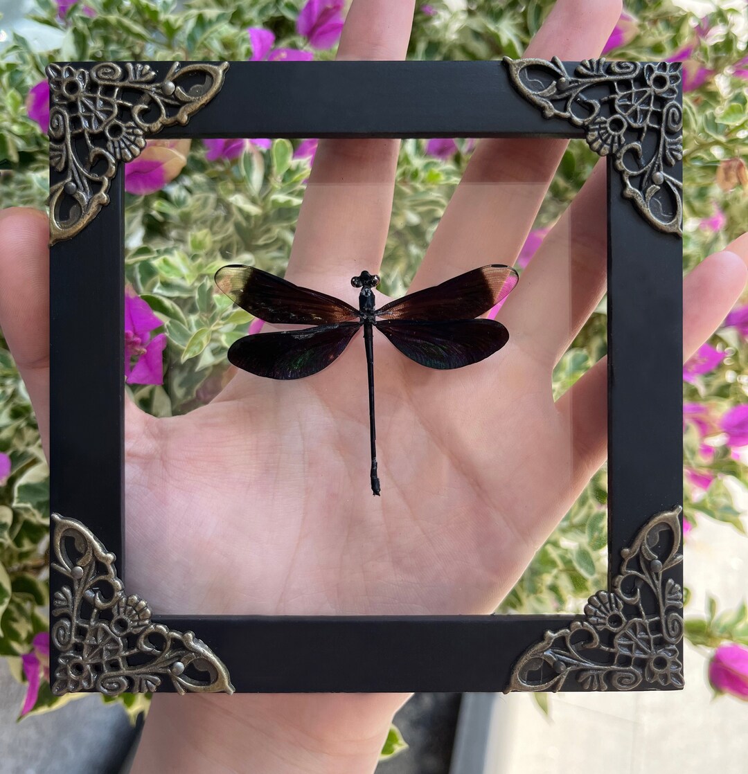 Dragonfly Damselfly Shadow Box Frame Wall Hanging Bookshelf Decor ...