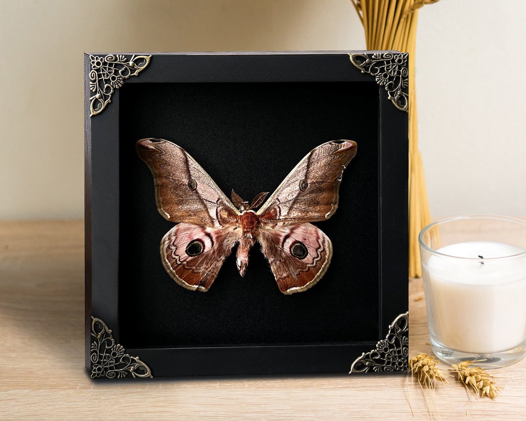 Real Framed Butterfly Moth Shadow Box Insect Frame Dried - Etsy