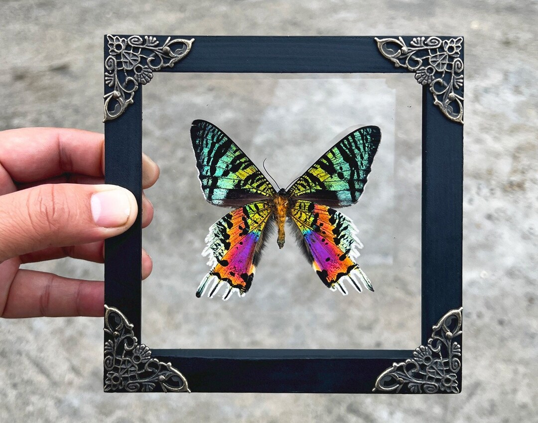 Real Framed Butterfly Sunset Moth Urania Ripheus Dried Insect - Etsy