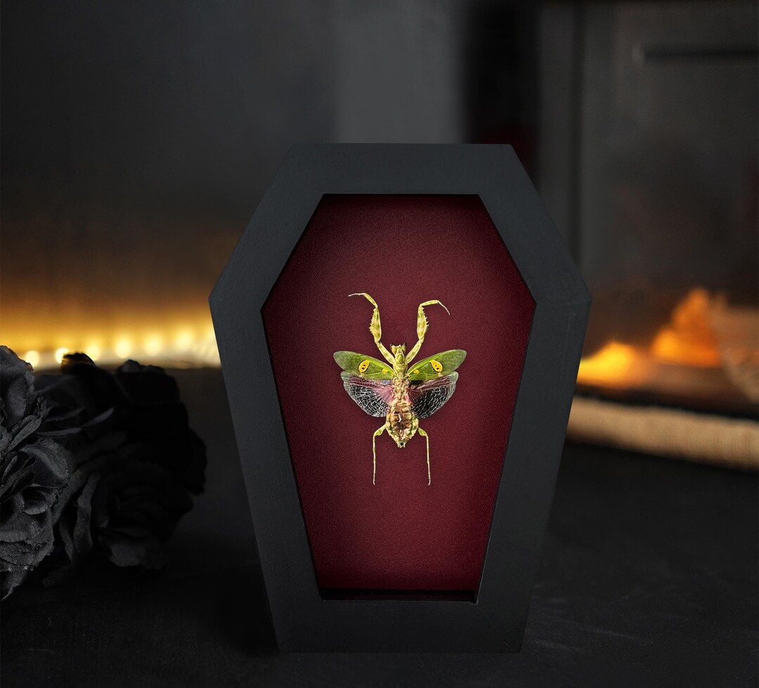 Real Mantis Creobroter Coffin Frame Shadow Box, Bug Frame Taxidermy ...