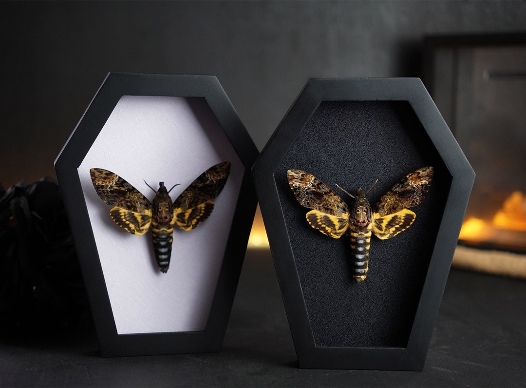 Death Head Moth Acherontia Coffin Frame, Skull Moth Oddities ...