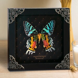 Real Framed Butterfly Sunset Moth Urania Ripheus Dried Insect Frame ...