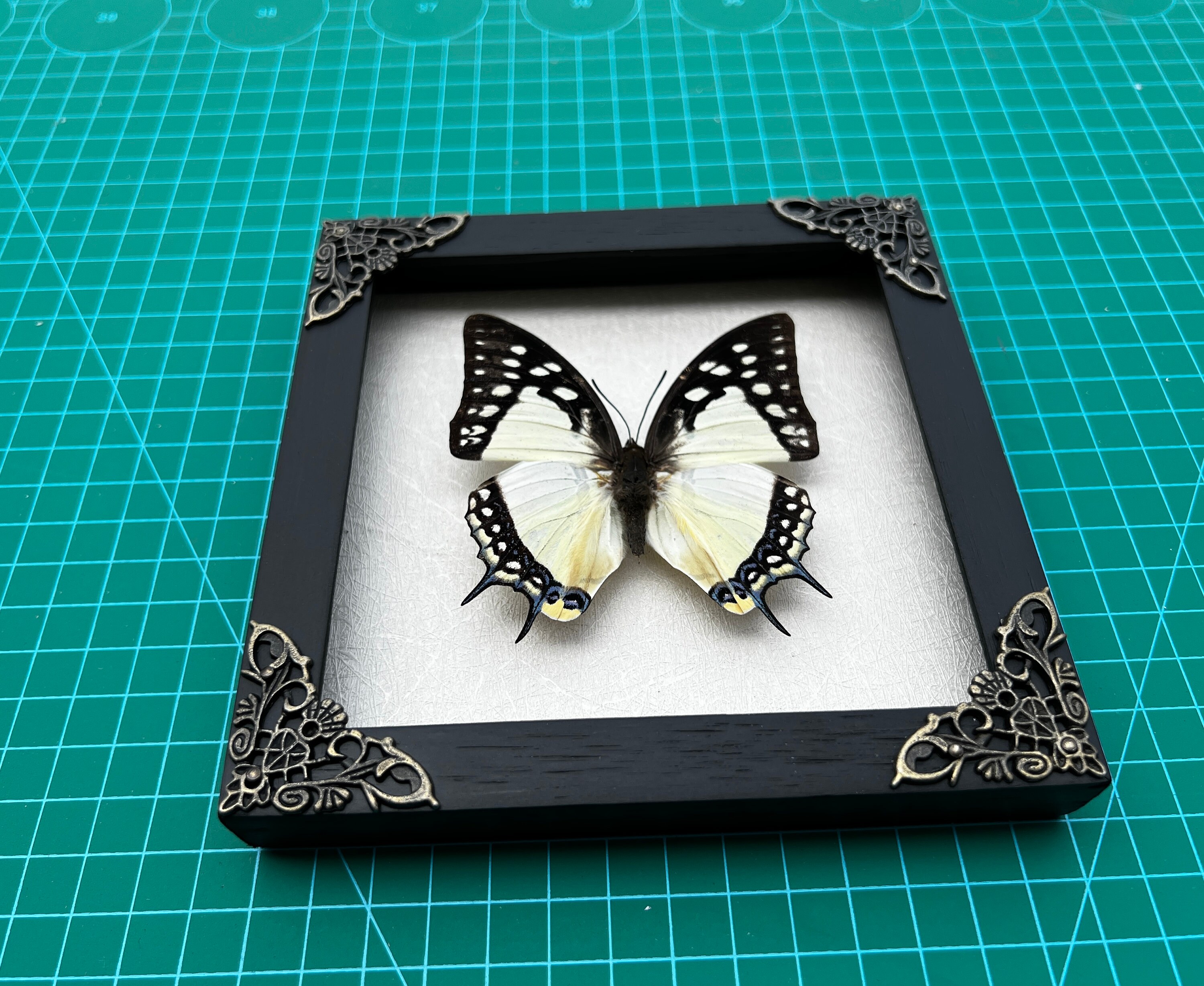 Real Framed Butterfly Handmade Shadow Box Insect Frame - Etsy