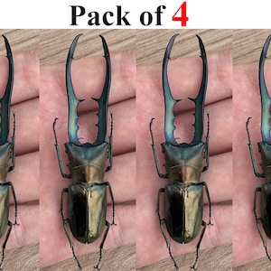 Pack 4 Real Stag Beetles Cyclomattus Metallifer Finae Bugs Taxadermy Pinned Dried Insect ...