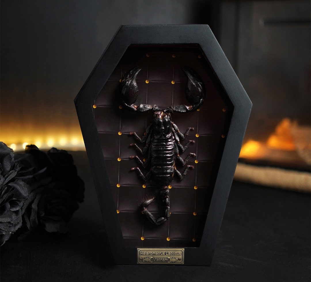 Black Scorpion Coffin Frame Shadow Box, Bug Frame Taxidermy Curiosities ...