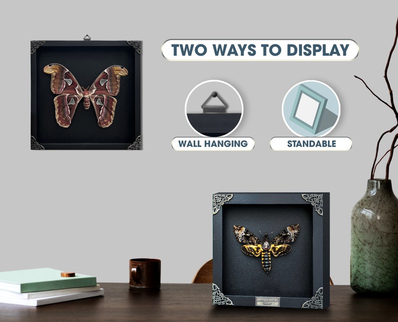 Real Framed Stream Glory Damselfly Dragonfly Shadow Box Insect Bug ...