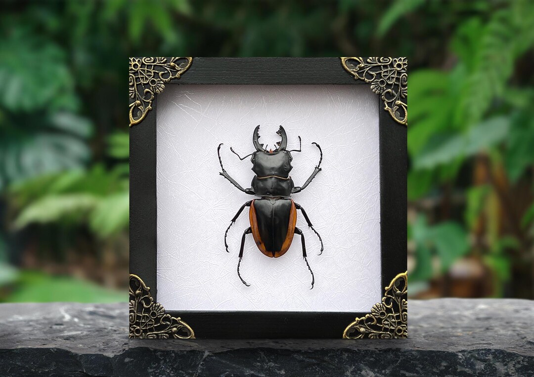 Real Framed Beetle Bug Insect Shadow Box Taxidermy Taxadermy Artwork ...