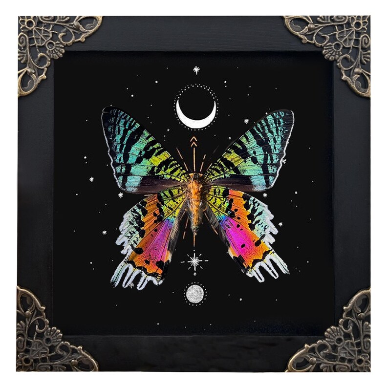 Gothic Oddities Room Decor Sunset Moth in Astronomy Shadow Box Real ...