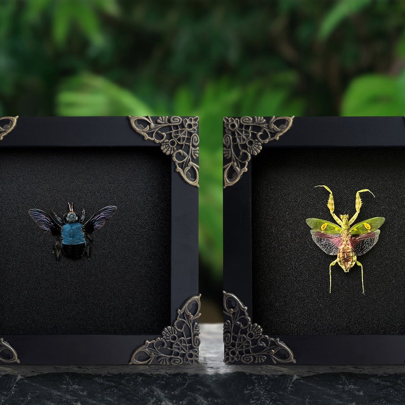 Bee Shadow Box - Etsy