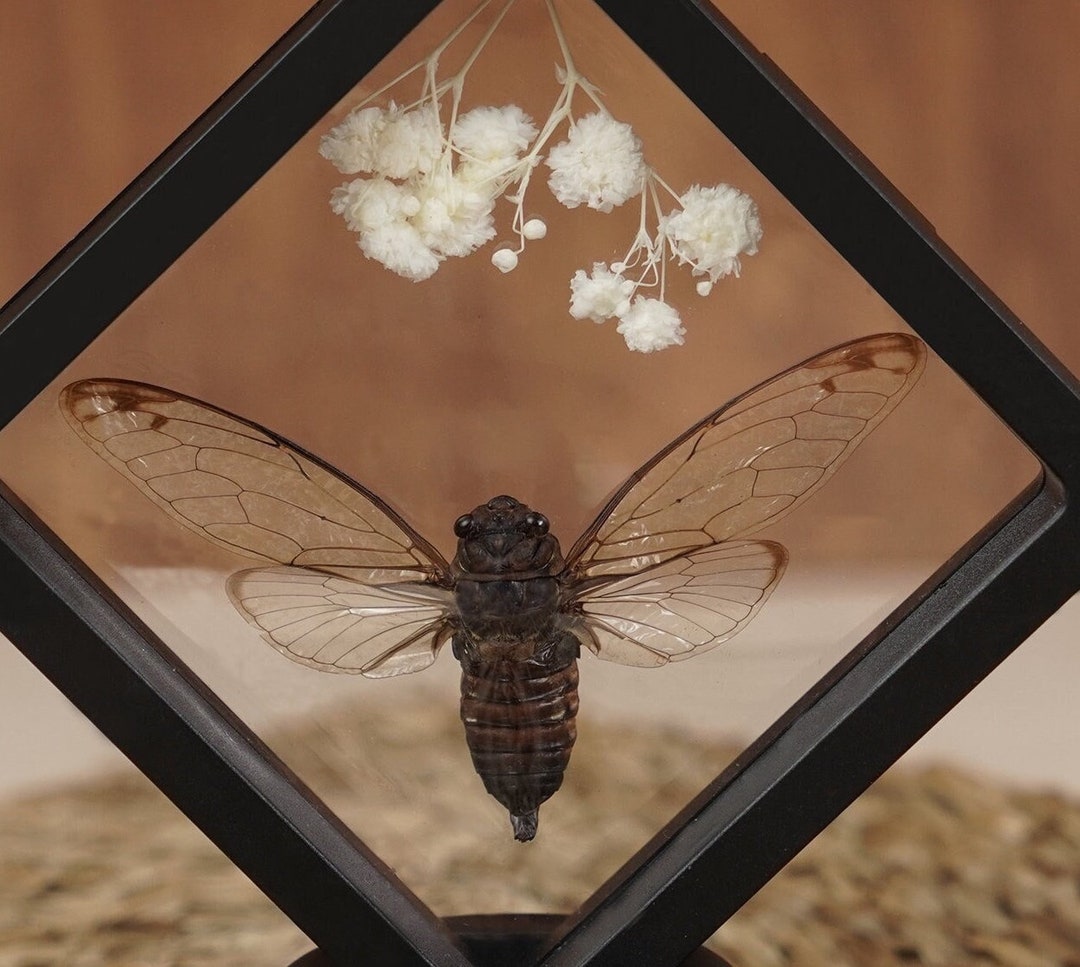 Real Cicada Framed Bookshelf Display ,gift Idea for Fathers Day, Dried ...
