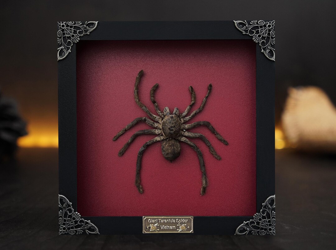 Real Framed Spider Tarantula Bird Eating Insect Shadow Box Taxidermy ...