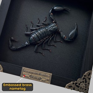 Real Framed Scorpion Shadow Box Insect Frame Taxidermy - Etsy