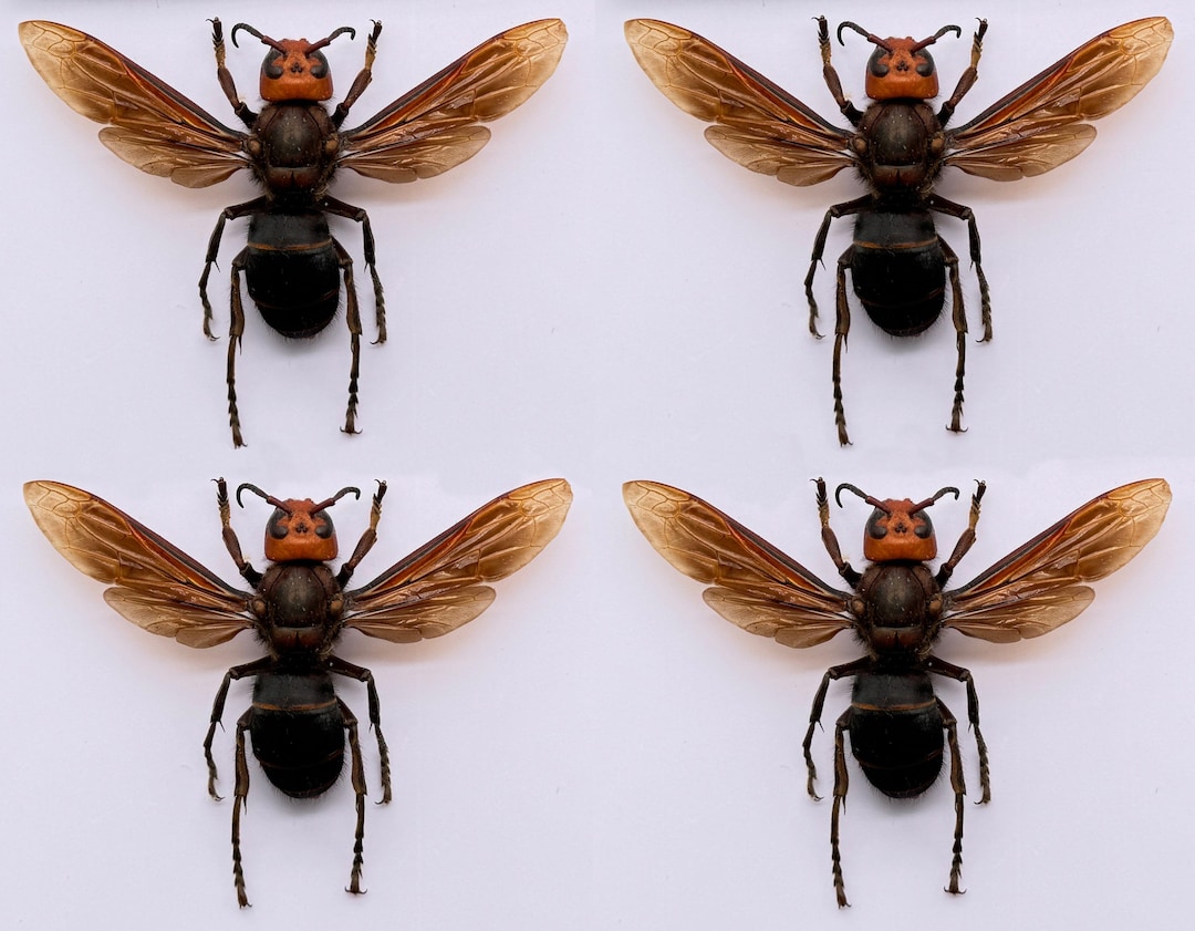 4 Asian Giantest Hornet Bee 3'' Taxadermy, Vespa Mandarinia Hornet ...