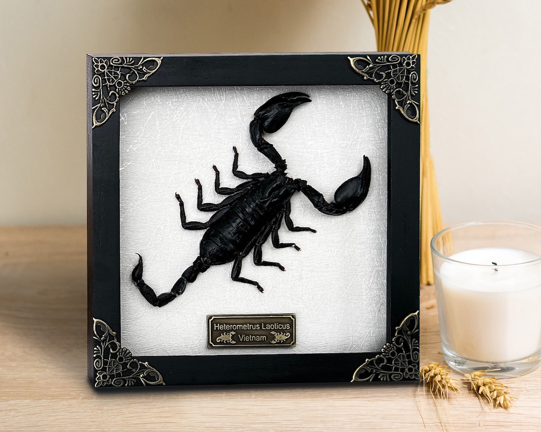 Real Framed Giant Scorpion Shadow Box Insect Frame Taxidermy - Etsy