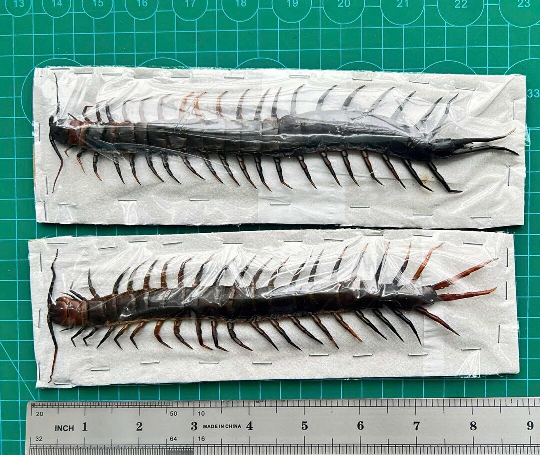 Pack 2 Real Giant Centipede 8" Dried Mounted Specimen Insect Bug ...